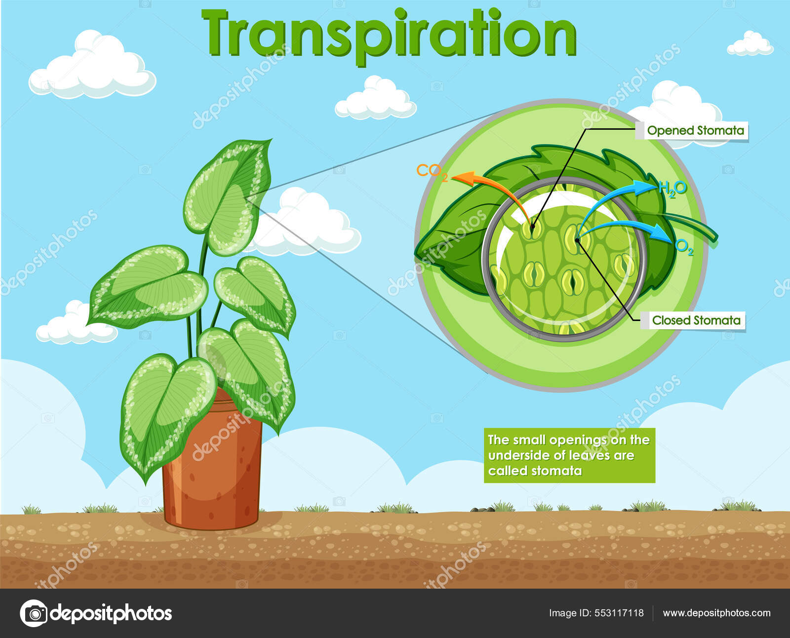 Transpiration Diagram Stomata