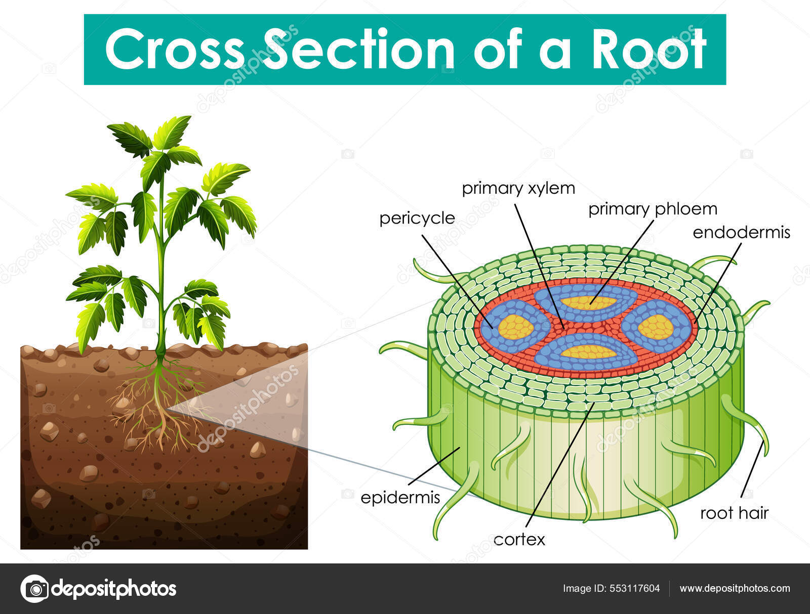 Diagram Menampilkan Penampang Dari Gambar Root Vektor Stok oleh ...