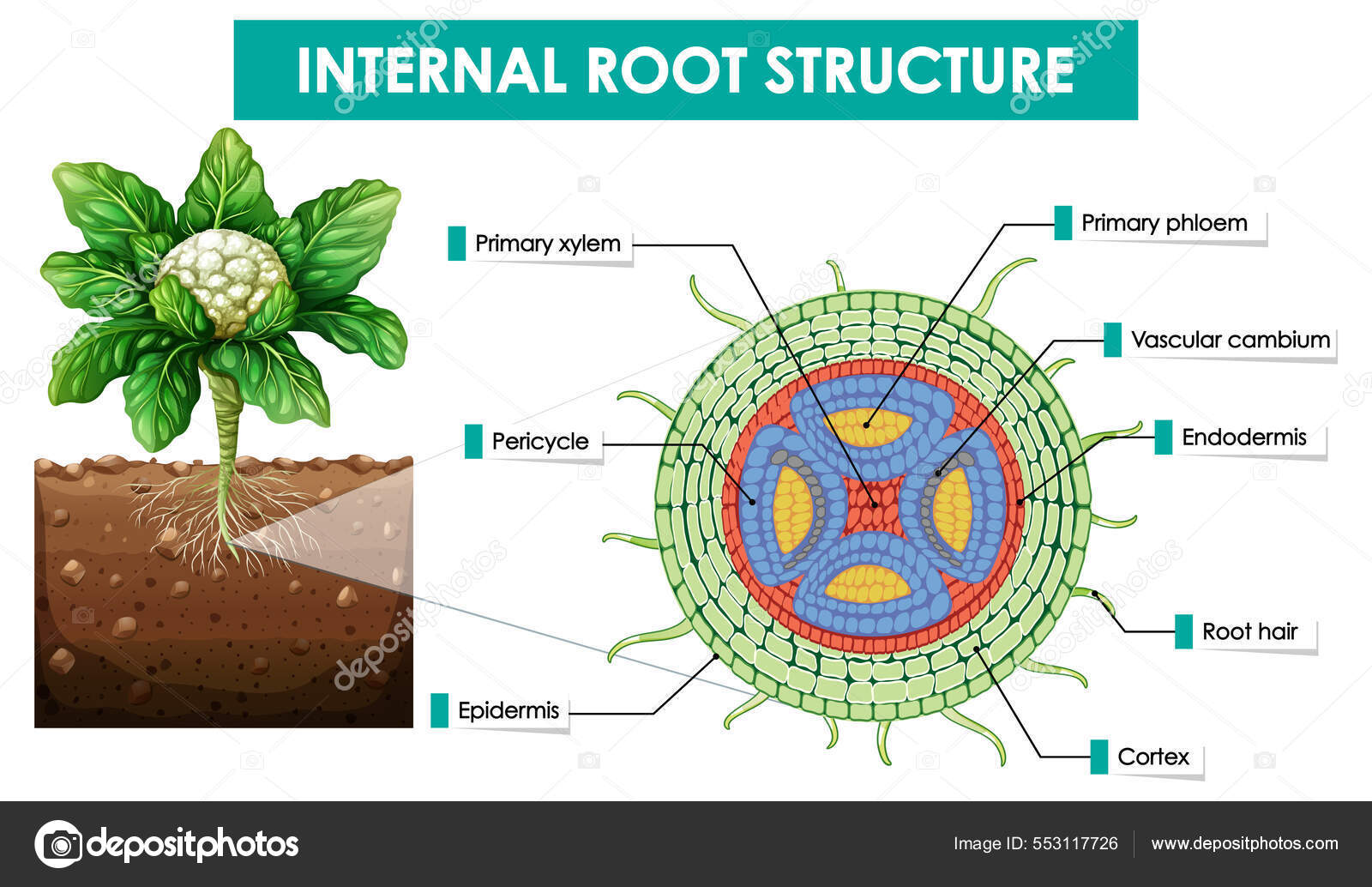 Diagram Showing Internal Root Structure Illustration Stock Vector by ©blueringmedia 553117726