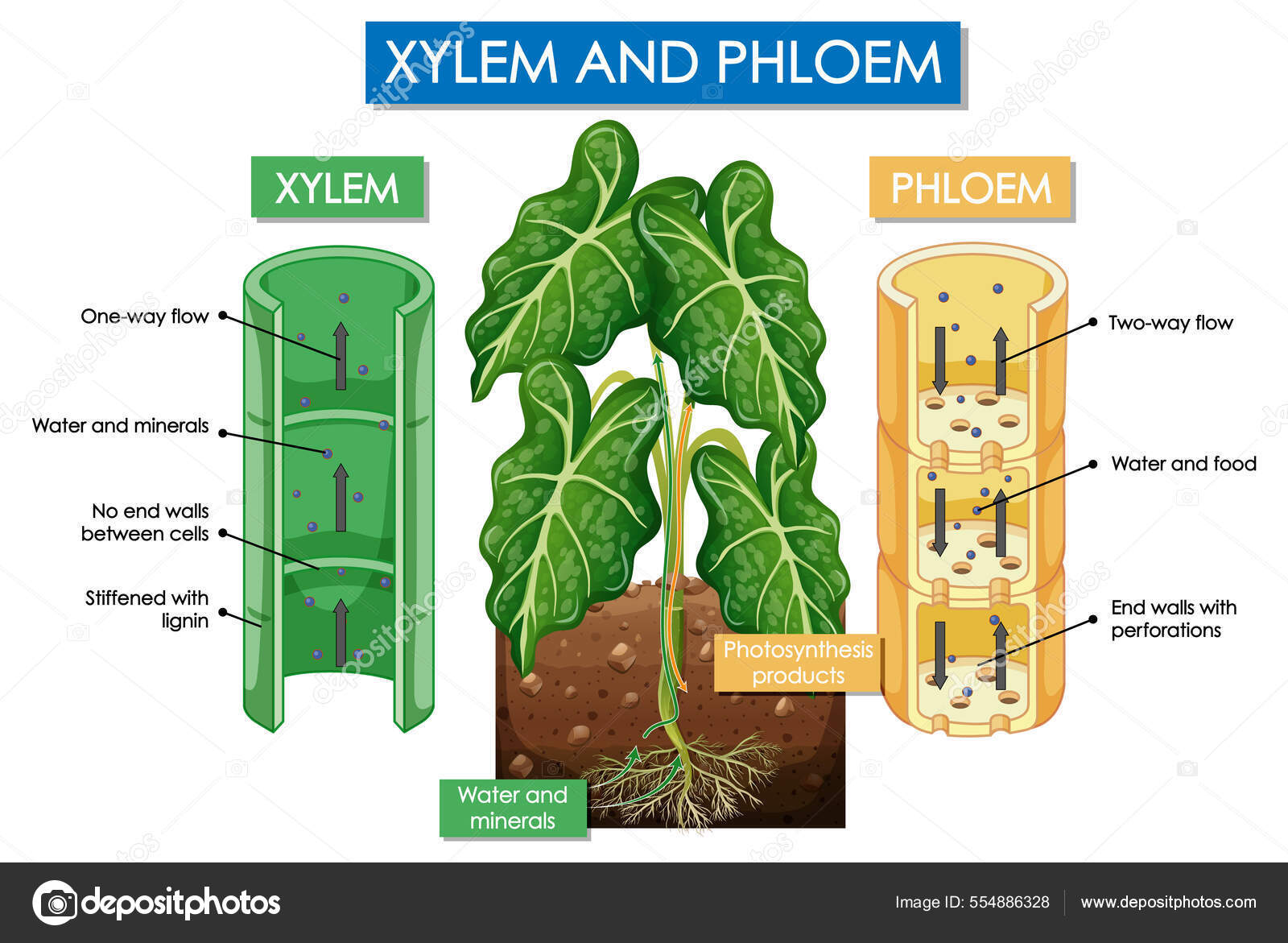 Phloem In Plants