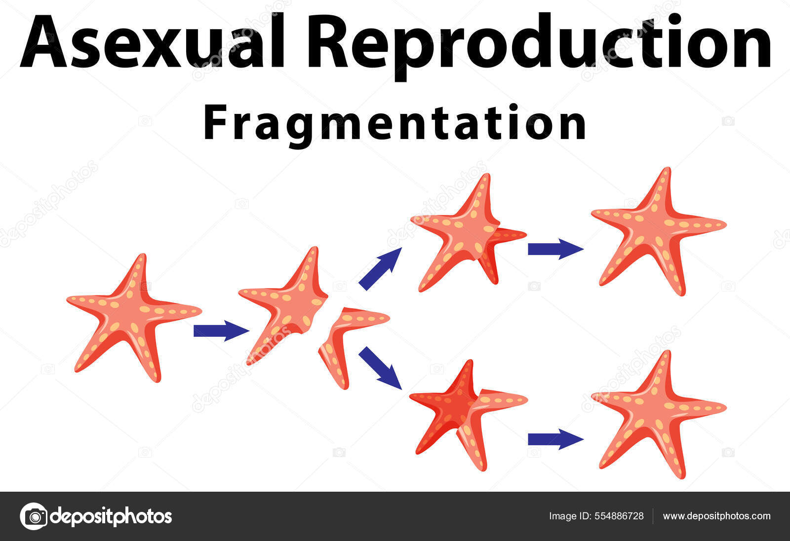 Asexual Reproduction Fragmentation Starfish Illustration Stock Vector ...