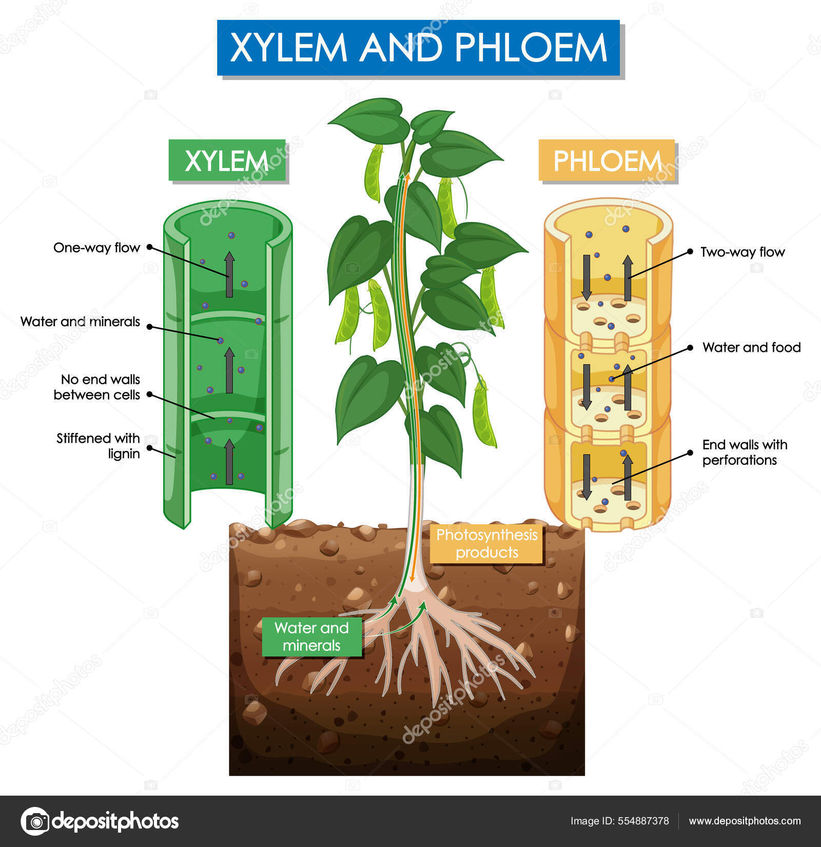 Plant Xylem And Phloem Diagram