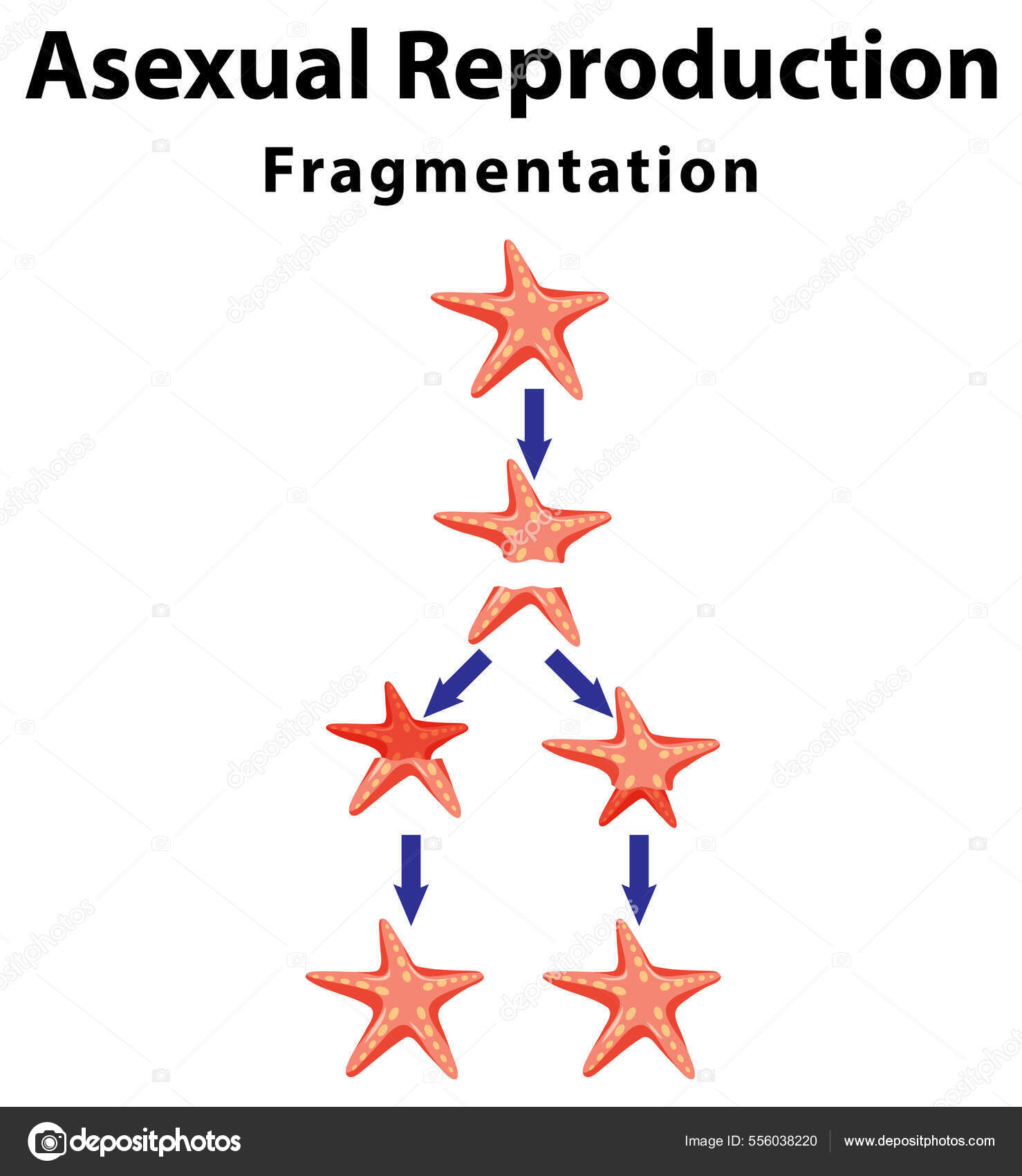 Fragmentation Reproduction