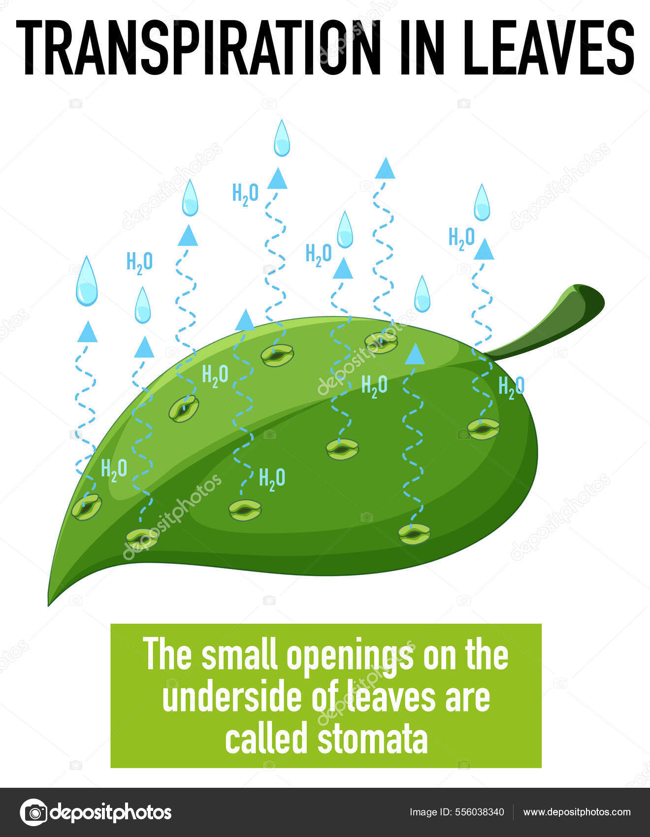 Science Concept Transpiration Leaves Illustration Stock Vector by ...