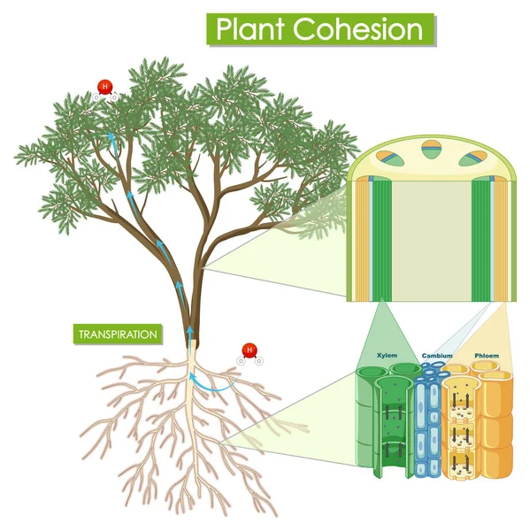 Cohesion Of Water In Plants