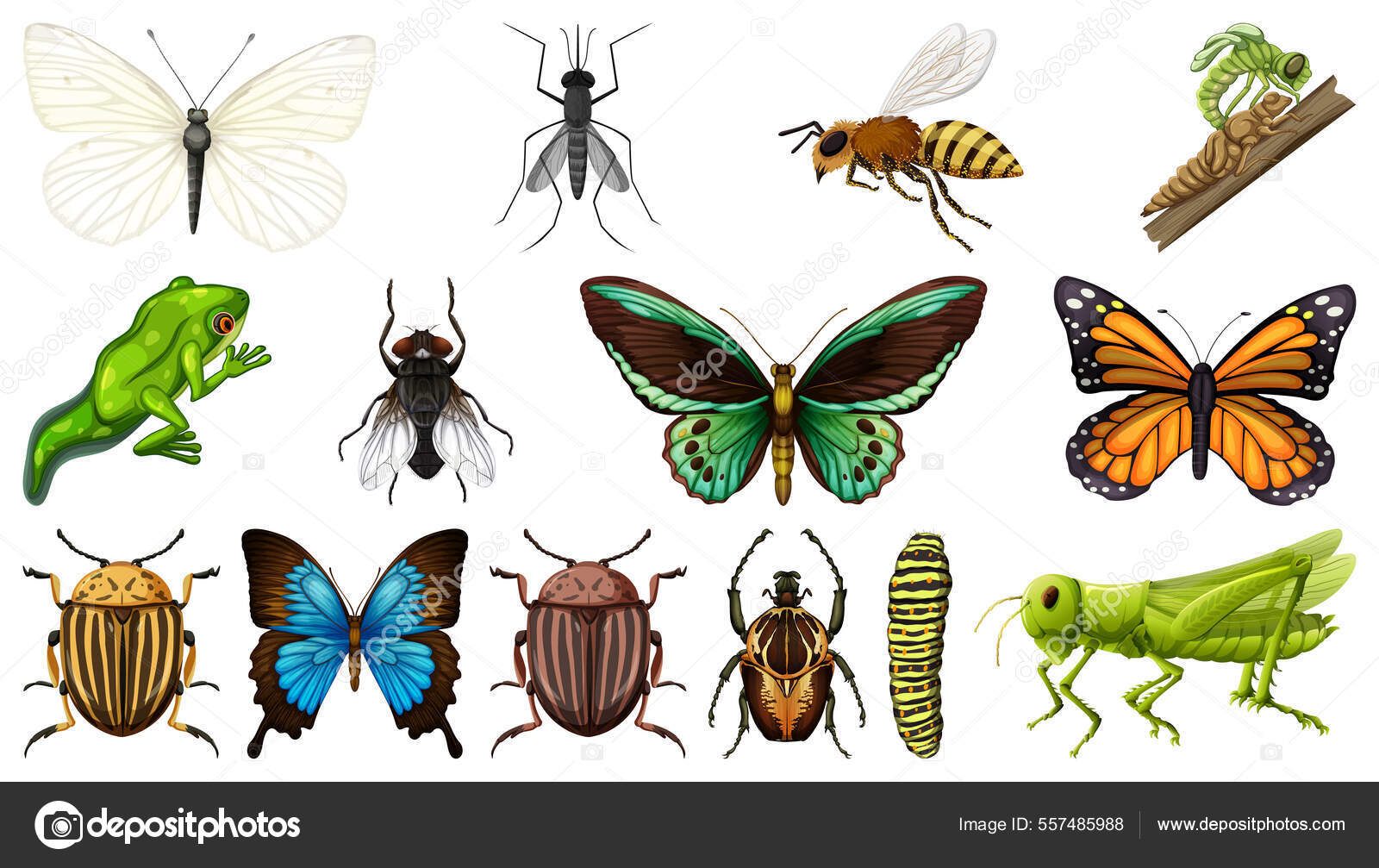 Colección Diferentes Insectos Aislados Sobre Fondo Blanco Ilustración ...