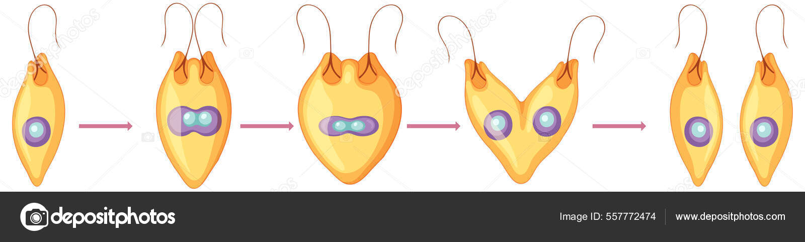 Asexual Reproduction Fragmentation Diagram Illustration Stock Vector