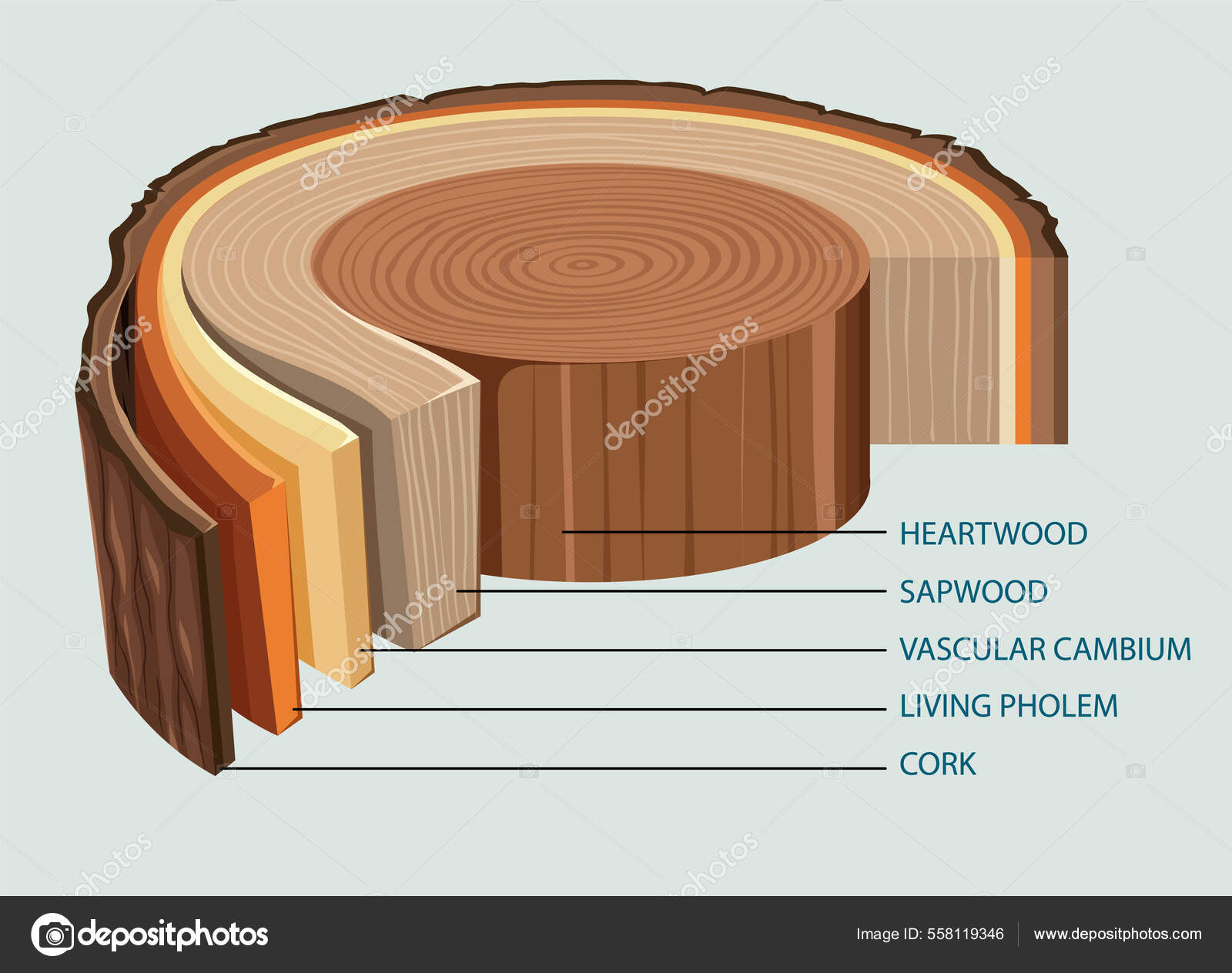 Anatomy Tree Trunk Illustration Stock Vector by ©blueringmedia 558119346