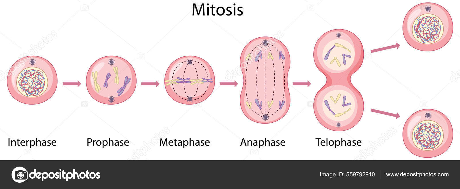 Asexual Reproduction Fragmentation Diagram Illustration Stock Vector By
