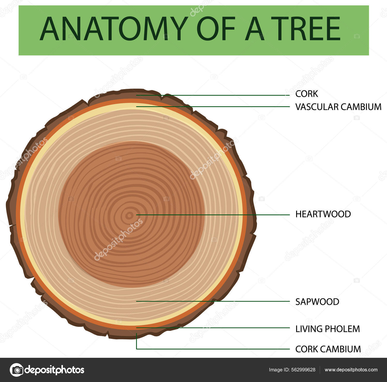 Anatomy Tree Trunk Illustration Stock Vector Image by ©blueringmedia ...