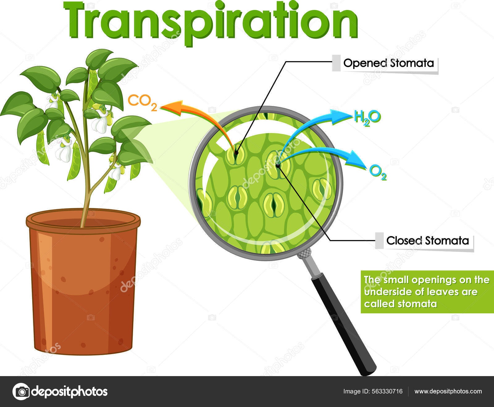Diagram Menunjukkan Transpirasi Dalam Ilustrasi Tanaman Vektor Stok ...