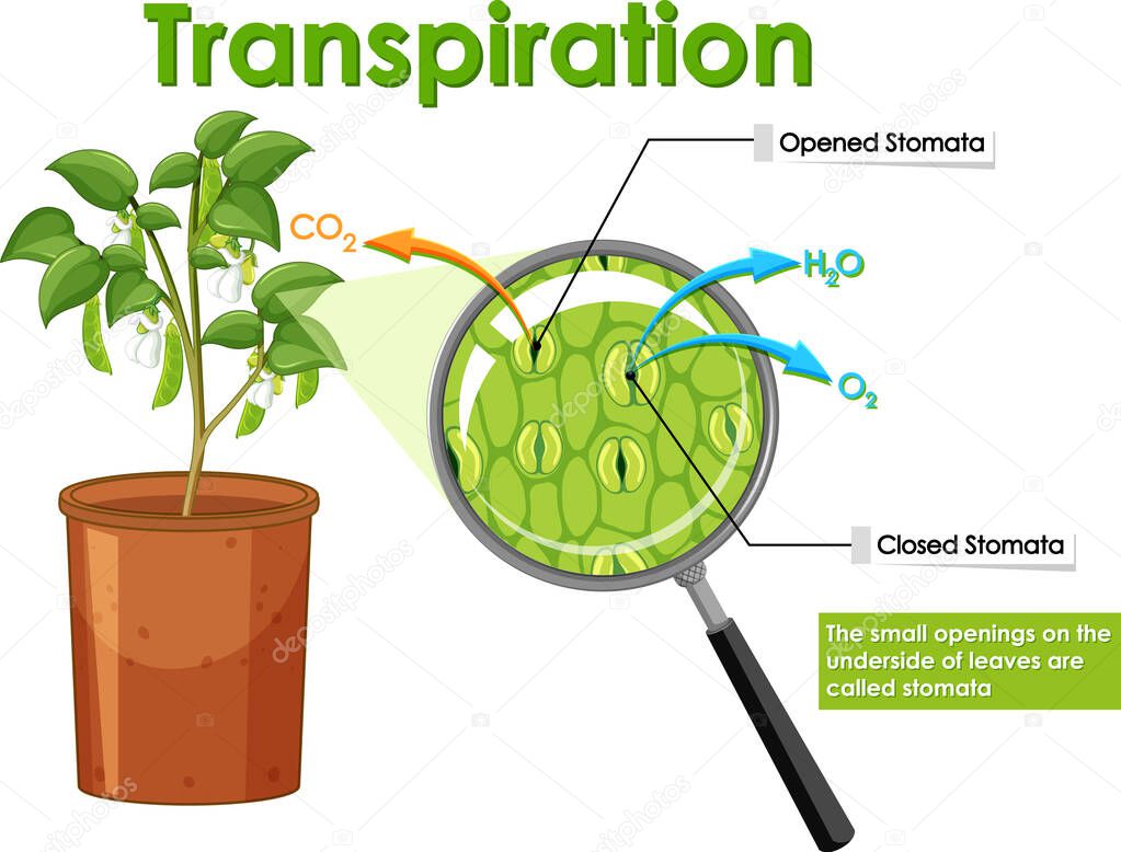 Diagrama Que Muestra Transpiración Ilustración Plantas Vector de stock ...