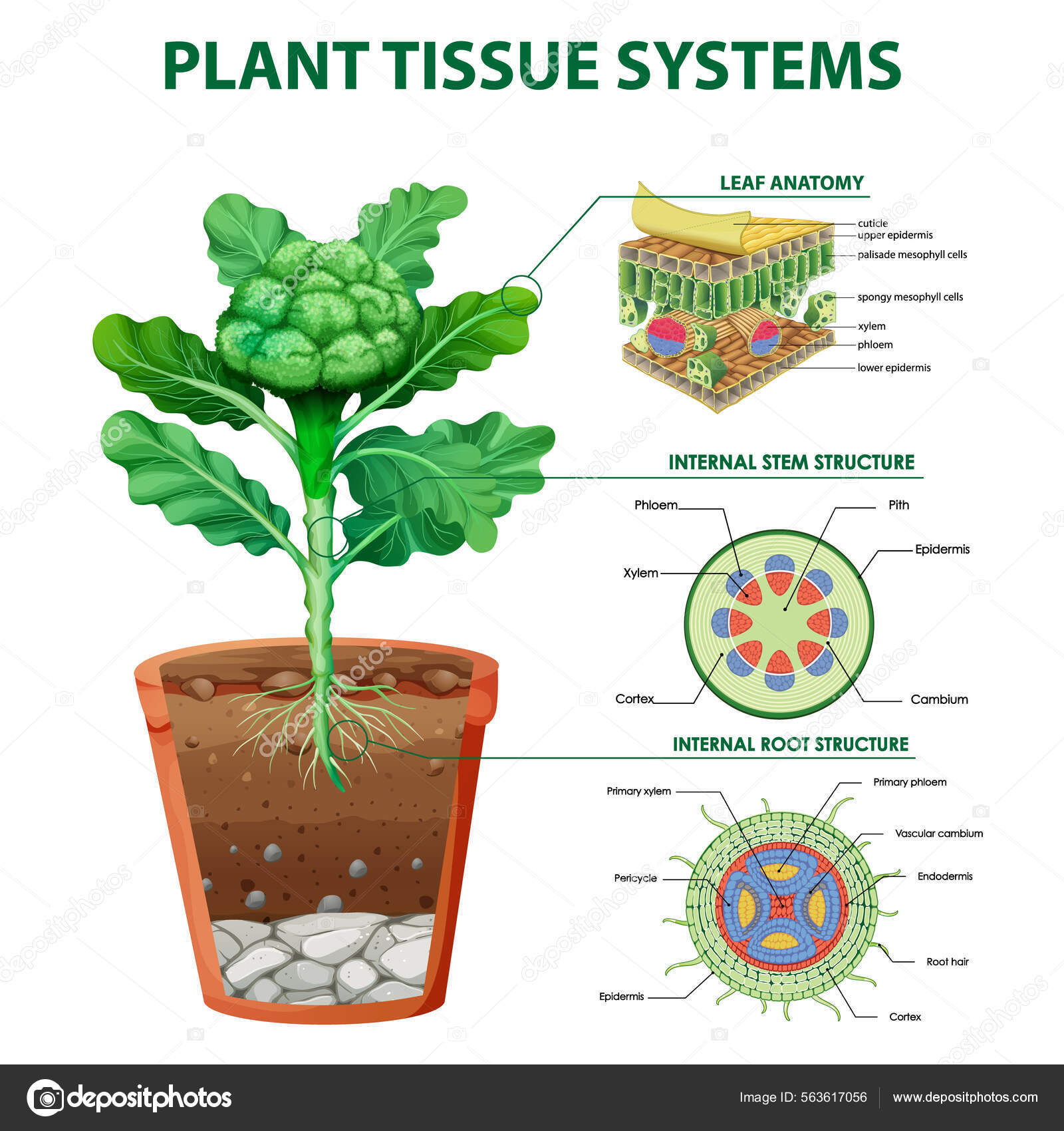 Diagram Showing Plant Tissue Systems Illustration Stock Vector by ...