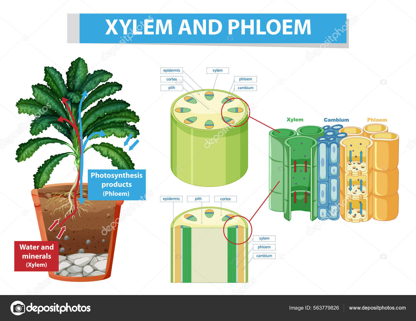 Xylem And Phloem Diagram Xylem Vs Phloem [classic] | Creately