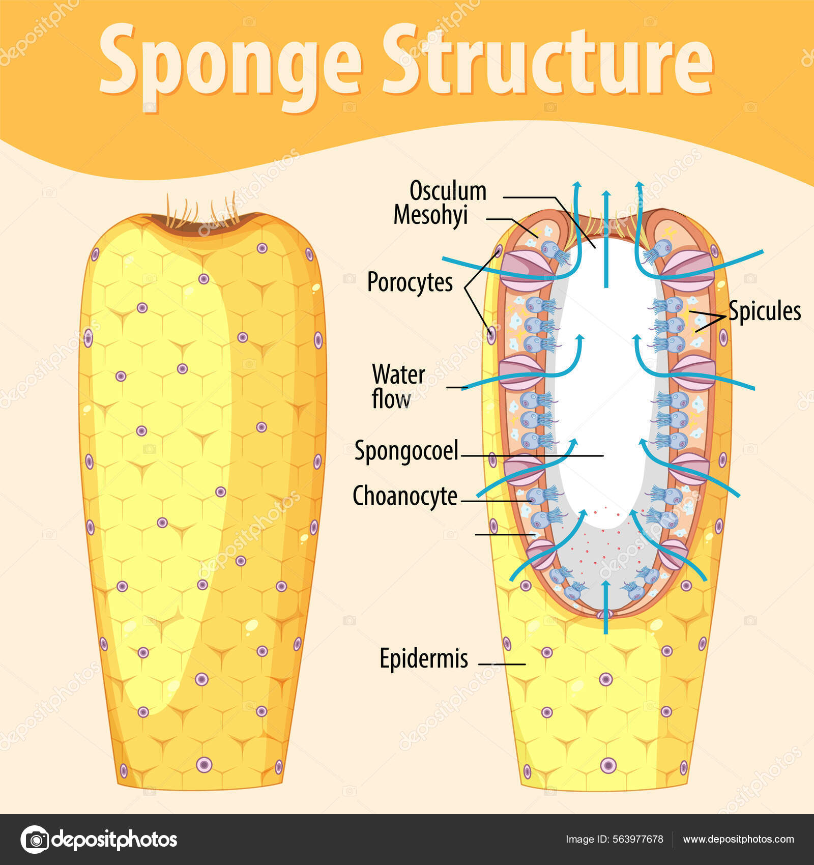 Diagram Showing Structure Sponge Illustration Stock Vector by ...