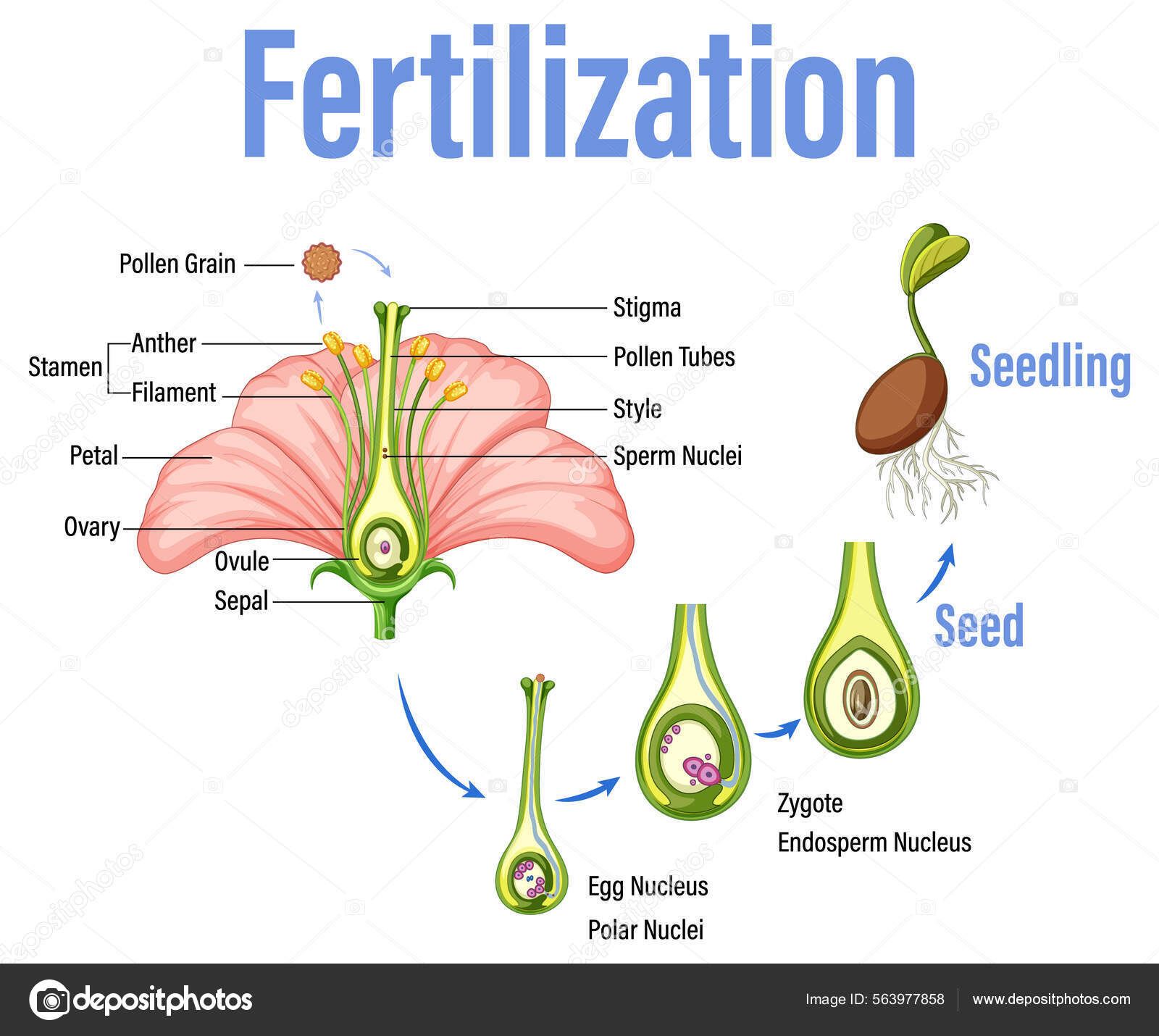 Diagram Showing Fertilization Flower Illustration Vector de stock ...