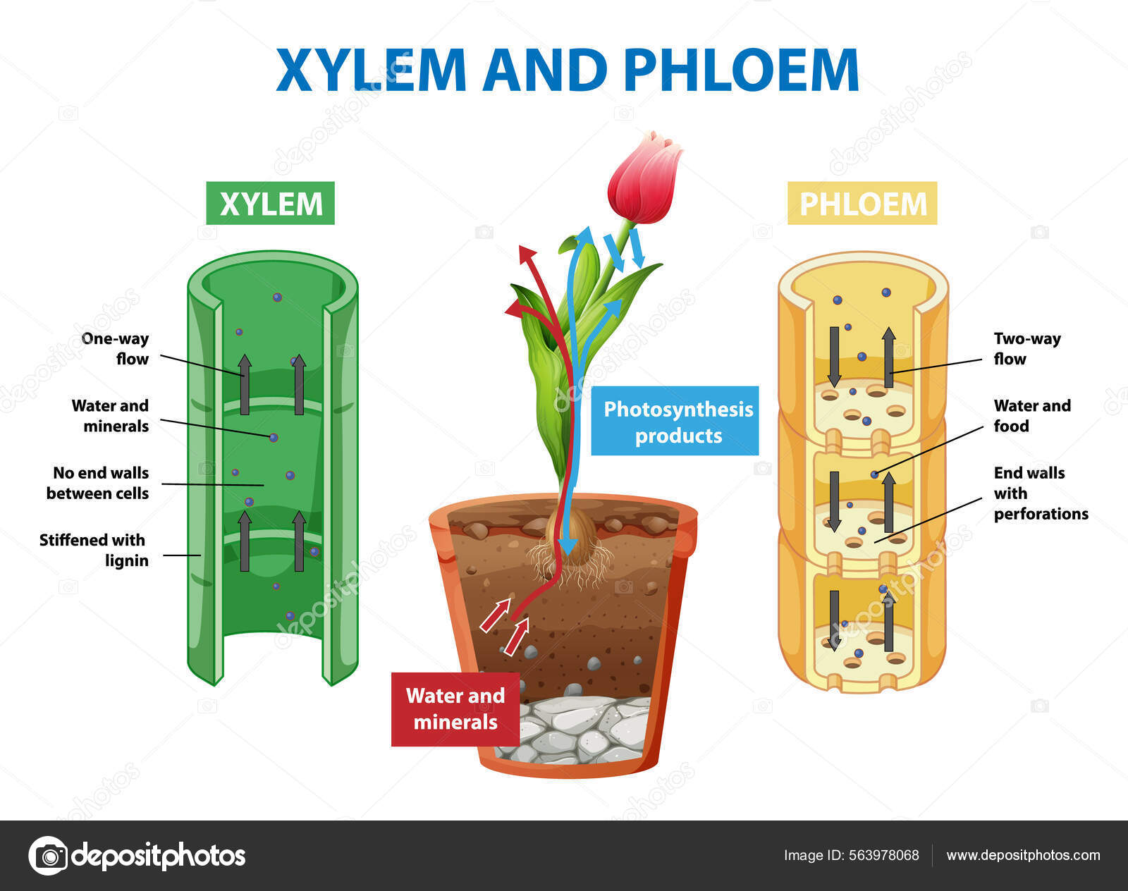 Image vectorielle Diagramme Montrant Xylème Phloème Dans L'illustration ...