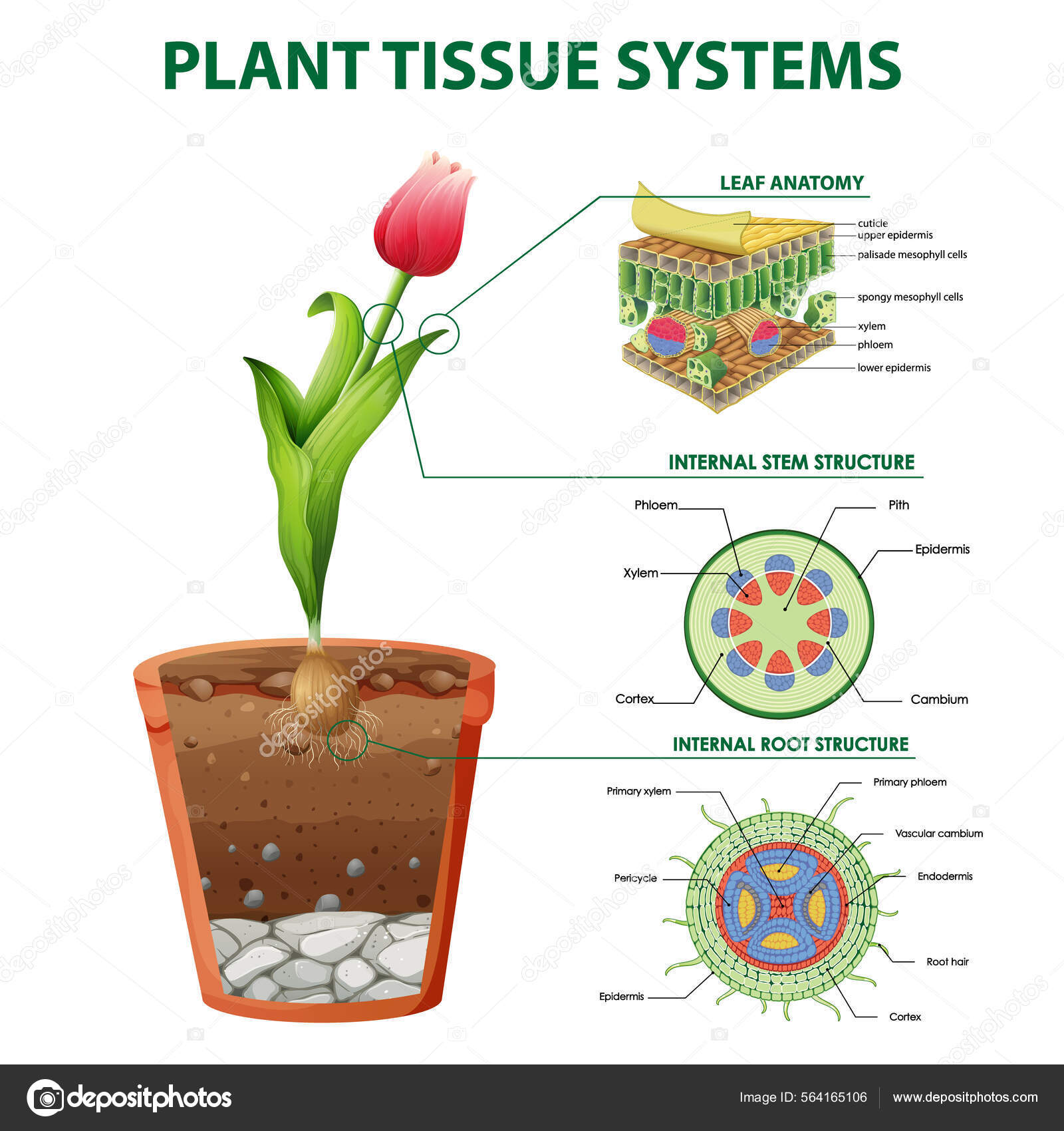Diagram Showing Plant Tissue Systems Illustration Stock Vector Image by ...