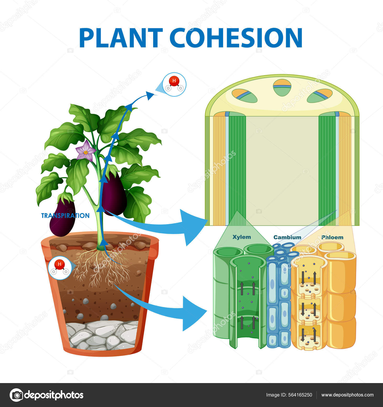 Digram Showing Movement Water Plants Illustration Stock Vector Image by ...