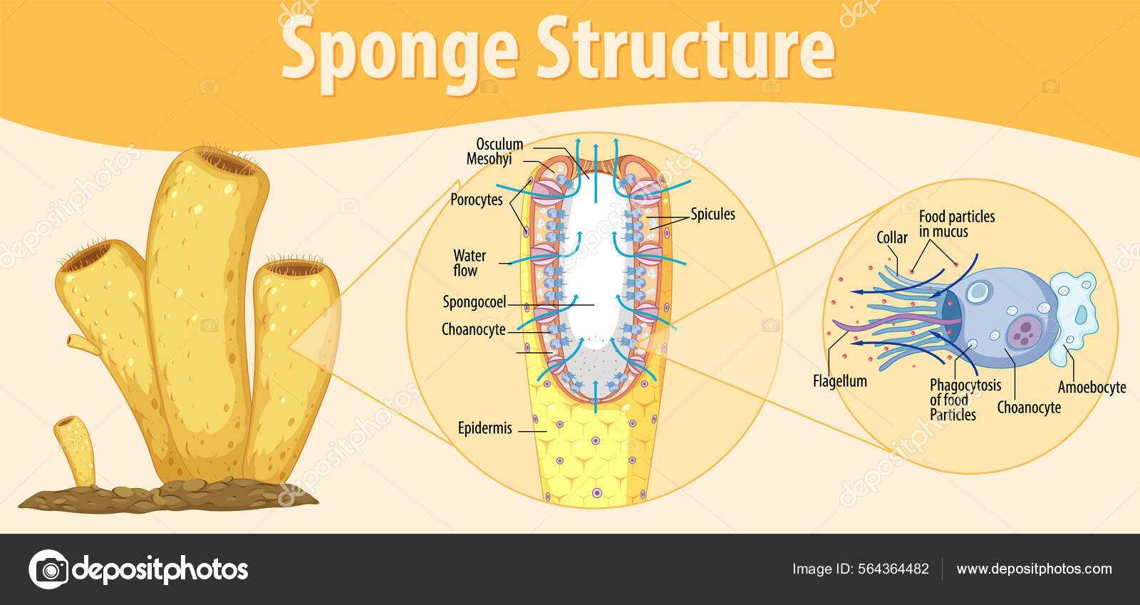 Diagram Showing Structure Sponge Illustration Stock Vector by ...