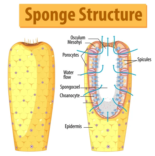 Diagram Showing Digestion Sponges Illustration Stock Vector by ...