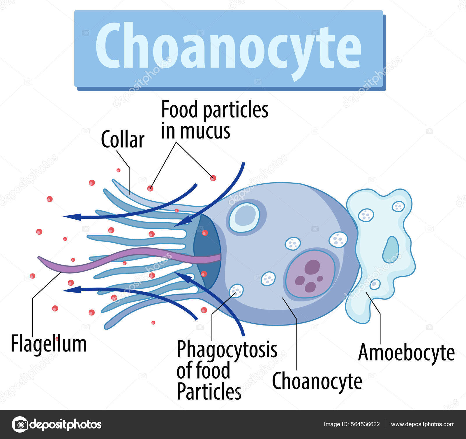 Choanocyte Diagram