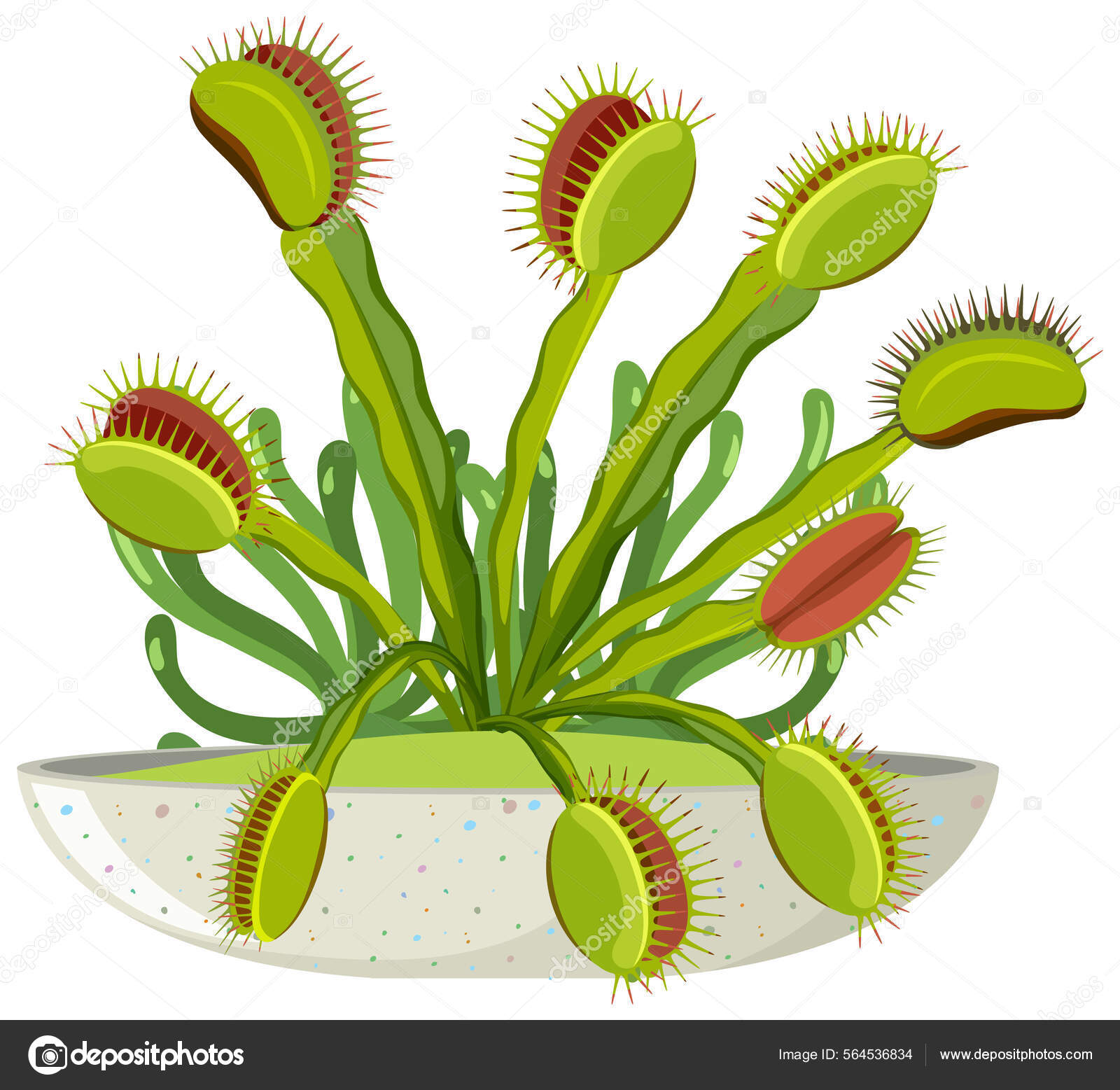 Carnivore Teeth Diagram Clipart