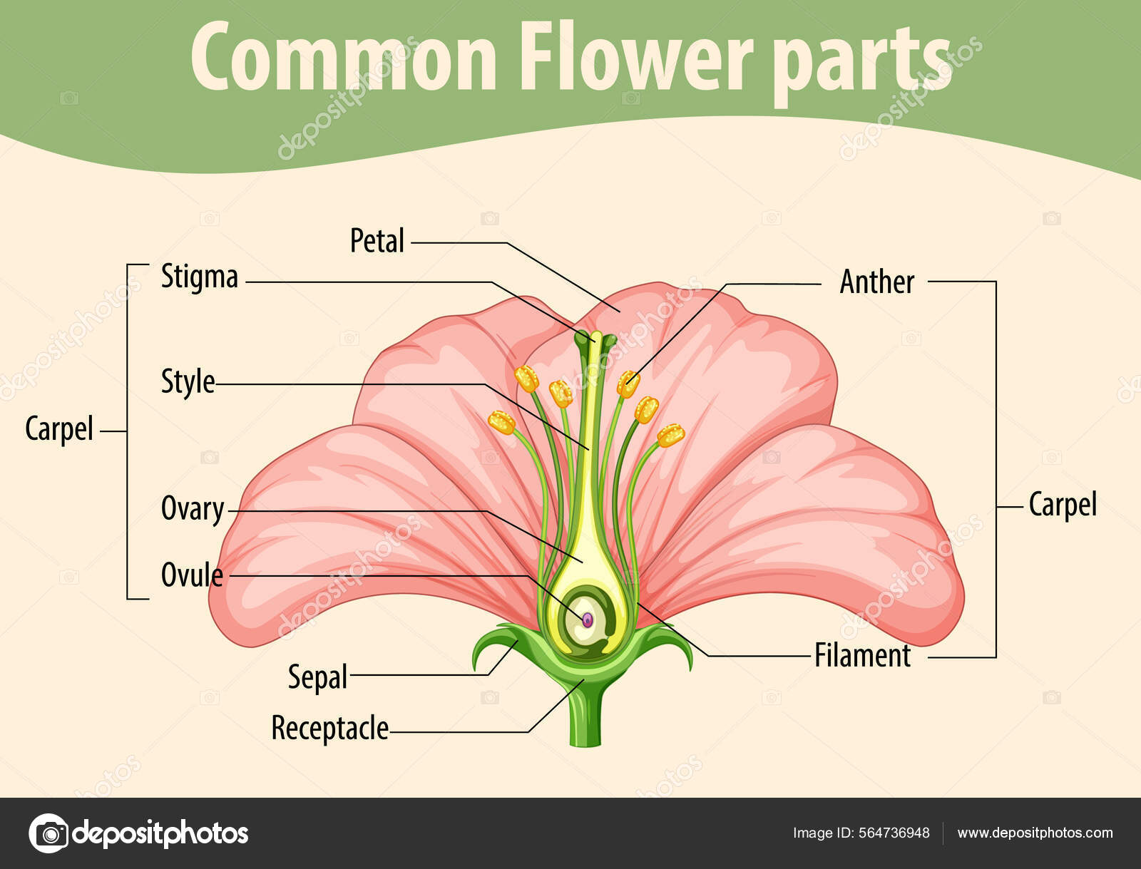Flower Diagram Without Labels