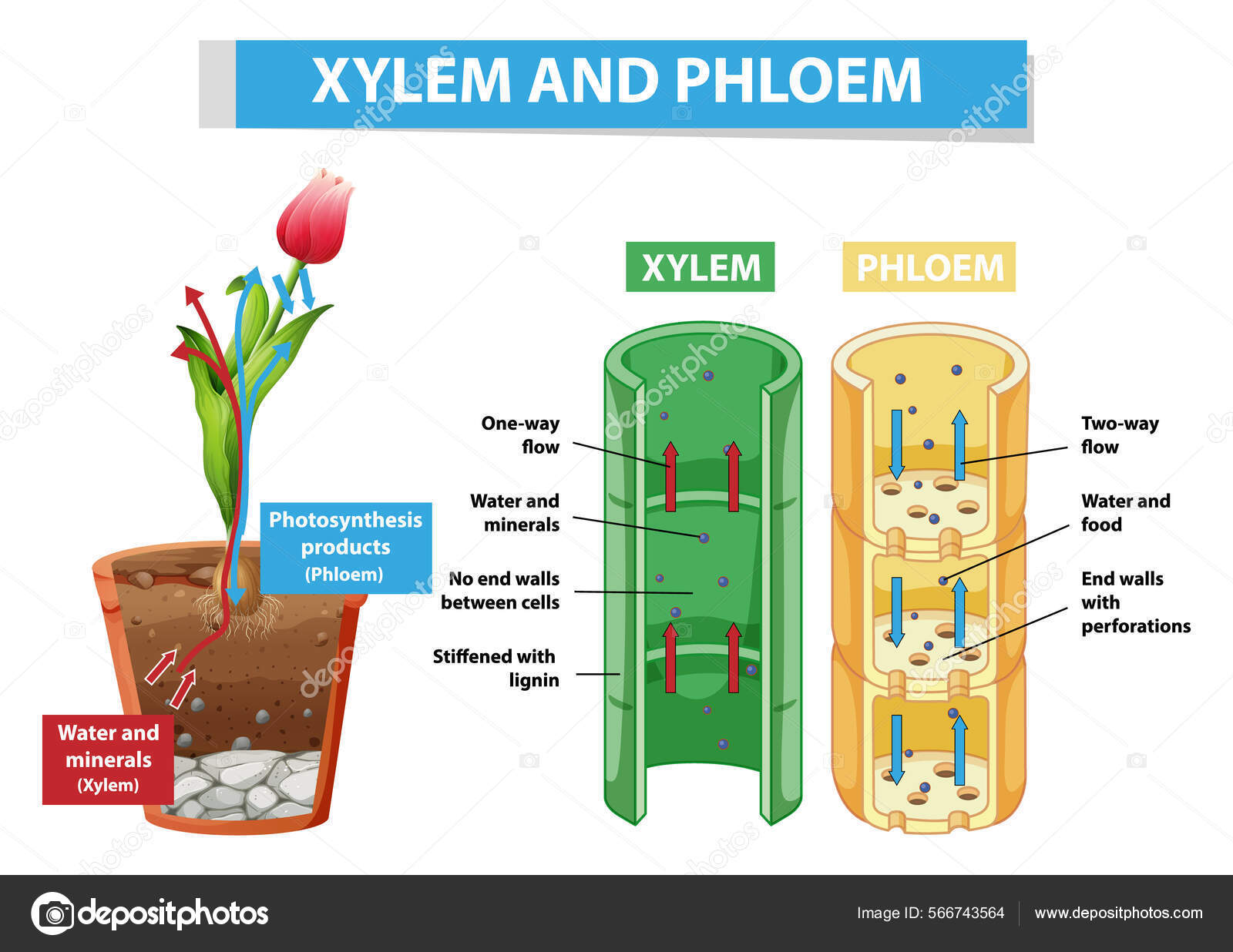 Floema E Xilema Per Bambini