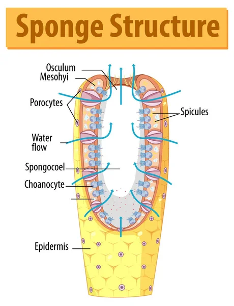 Diagram Showing Reproduction Sponges Illustration Stock Vector by ...