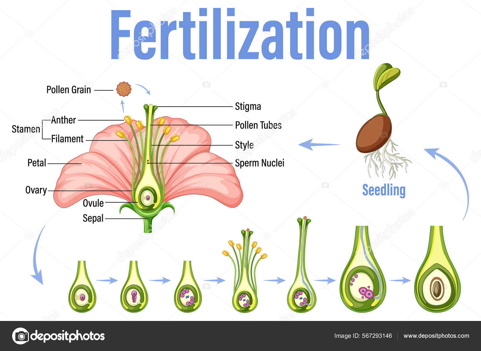 Diagram Showing Fertilization Flower Illustration Stock Vector by ...