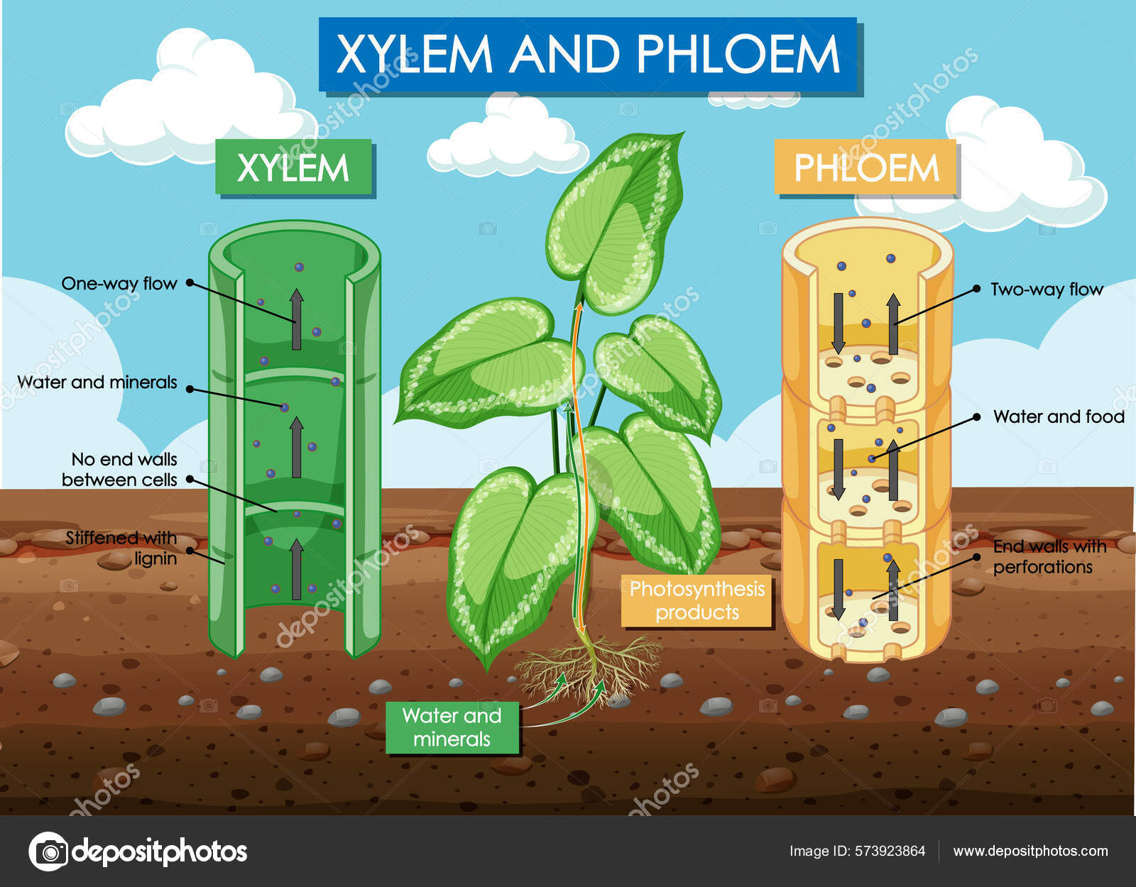 Diagramme Du Phloème Et Du Xylème Pour Les Enfants