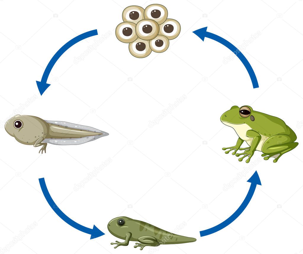 ilustración del diagrama del ciclo de vida de la rana 2022