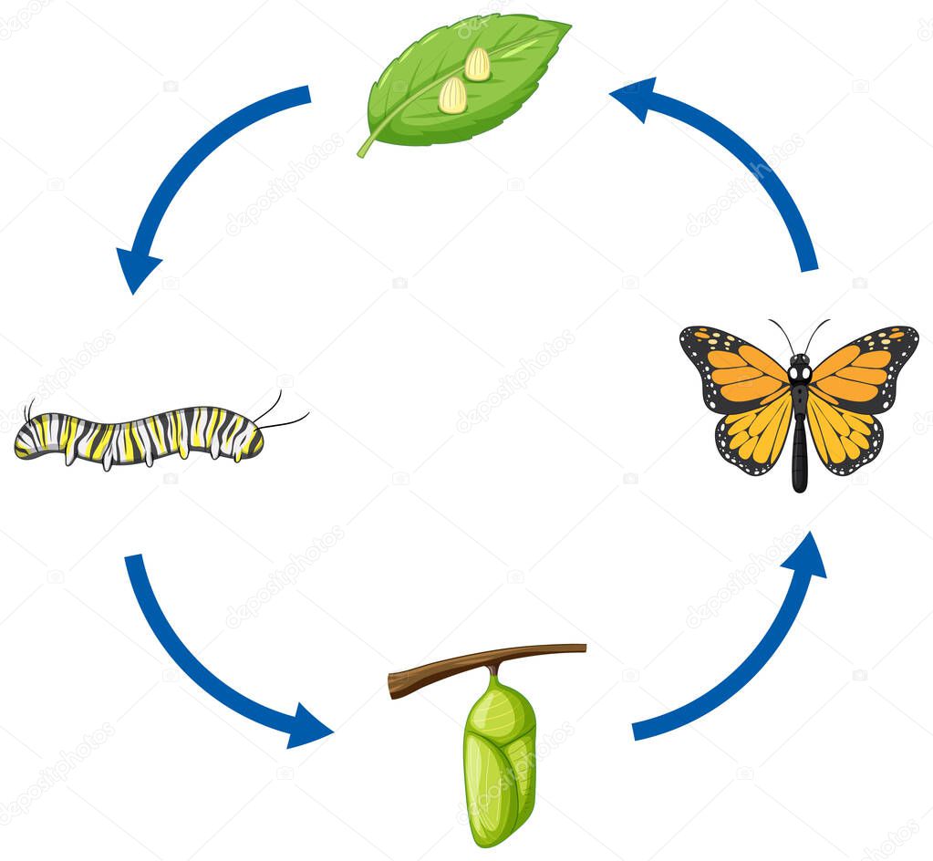Ciclo De Vida De La Mariposa Monarca