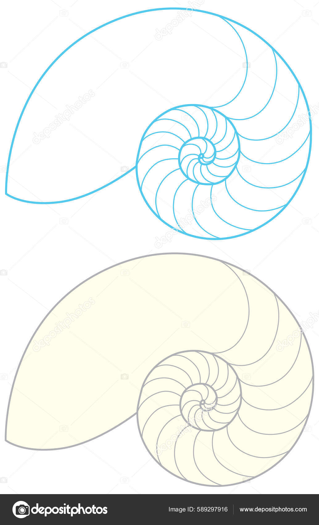 Nautilus Shell Outline White Background Illustration Stock Vector by ...
