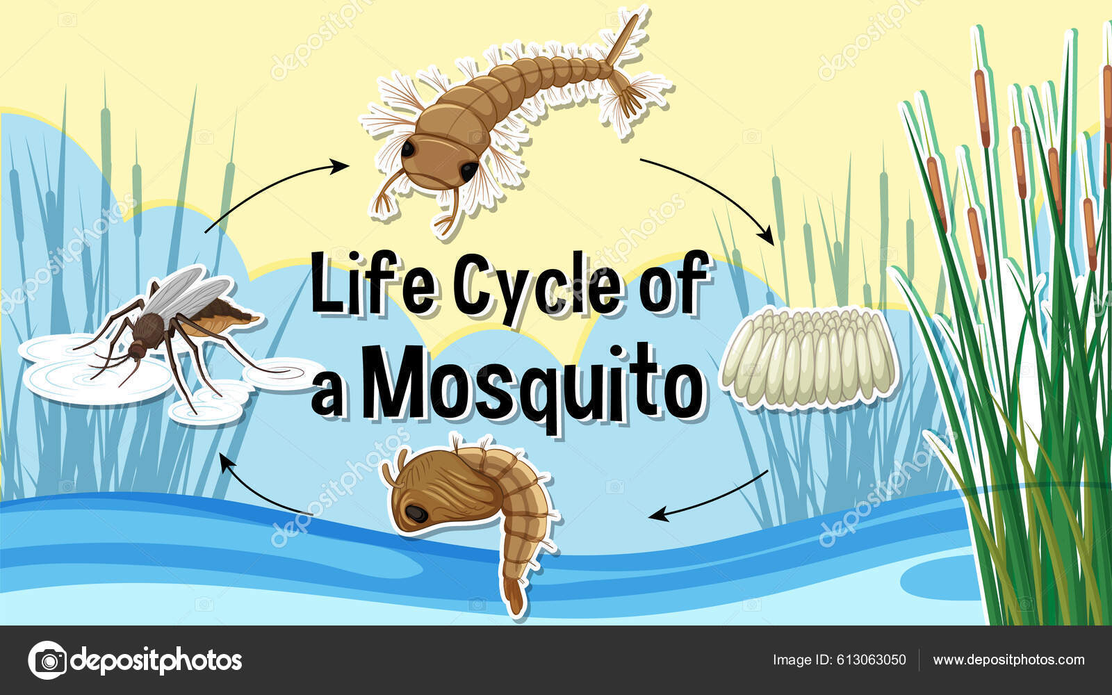 Leishmania Life Cycle Animation