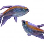 Tropical fish. — Stock Photo © vladvitek #12711170