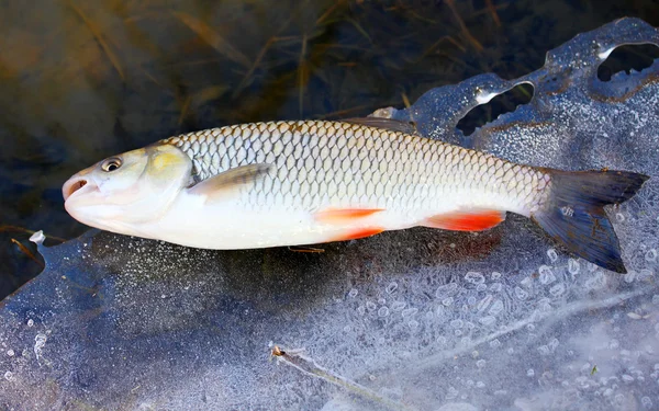 Cephalus Stock Photos, Royalty Free Cephalus Images | Depositphotos®