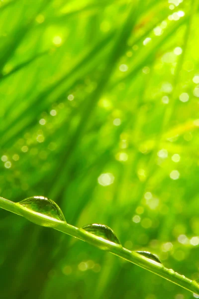 Fresh morning dew. Stock Photo by ©vladvitek 12619468