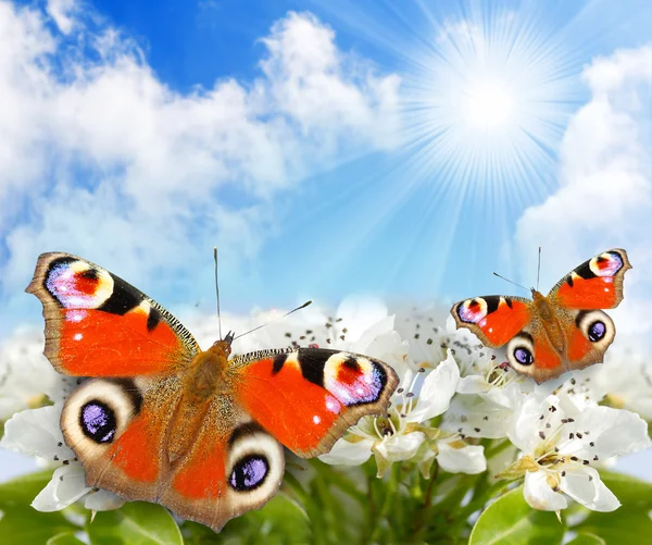 The Butterfly. Stock Photo by ©vladvitek 12714051