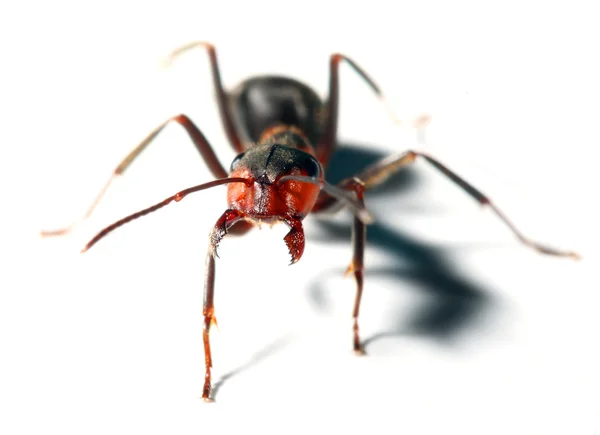 Big red ant isolated on white background. Stock Photo by ©vladvitek ...