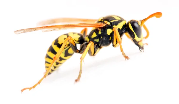 The Yellow Jacket Wasp. Stock Photo by ©vladvitek 12714868