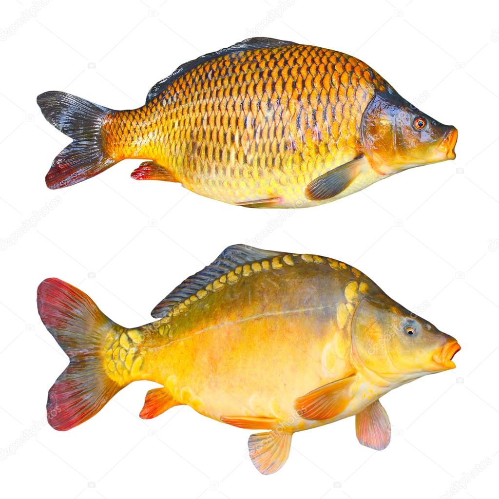 The Common Carp (Cyprinus Carpio). — Stock Photo © vladvitek #12711192