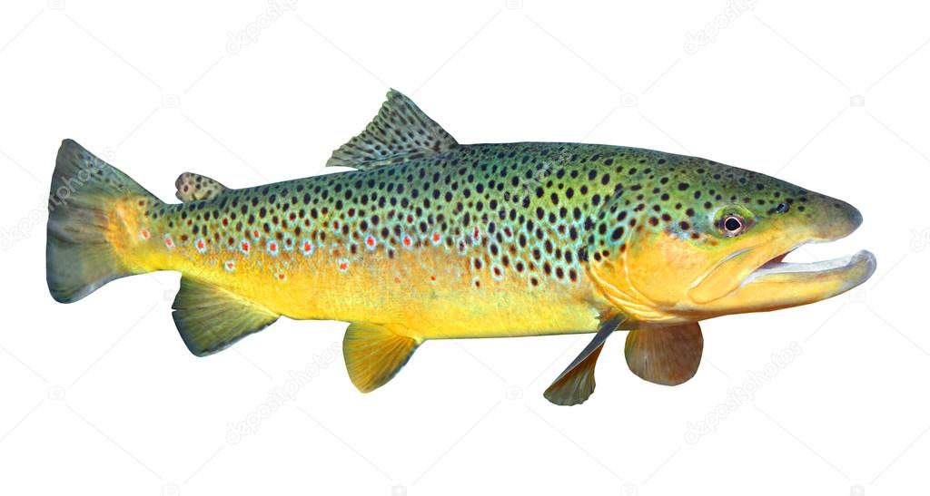 The Brown Trout. Stock Photo by ©vladvitek 12711673