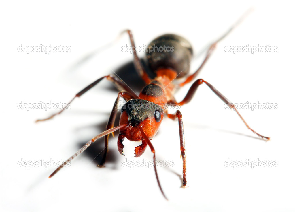 Big red ant isolated on white background. — Stock Photo © vladvitek ...