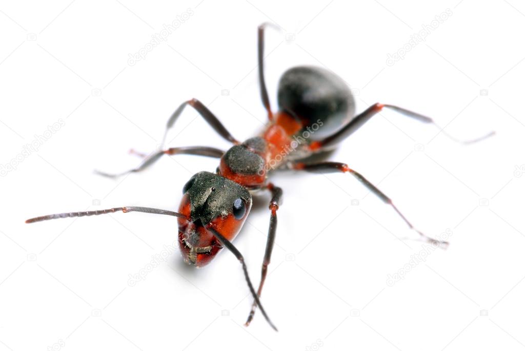 Big red ant isolated on white background. Stock Photo by ©vladvitek ...
