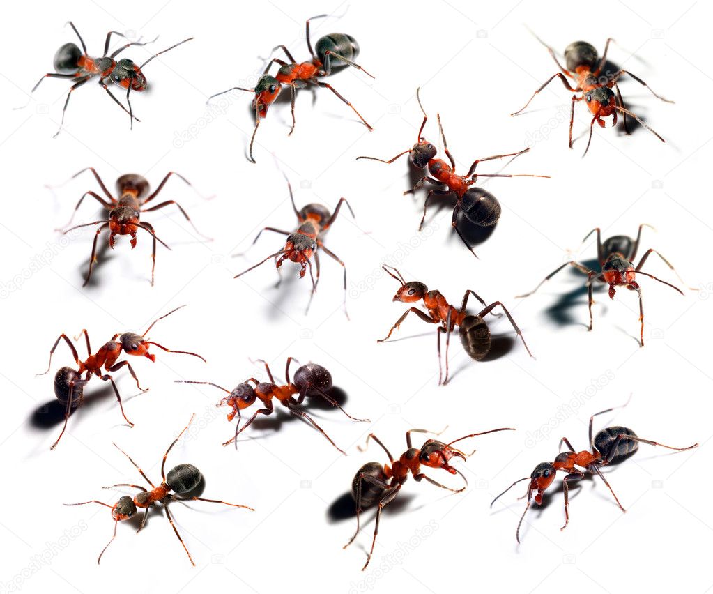 Big red ant in different position on white background. — Stock Photo ...
