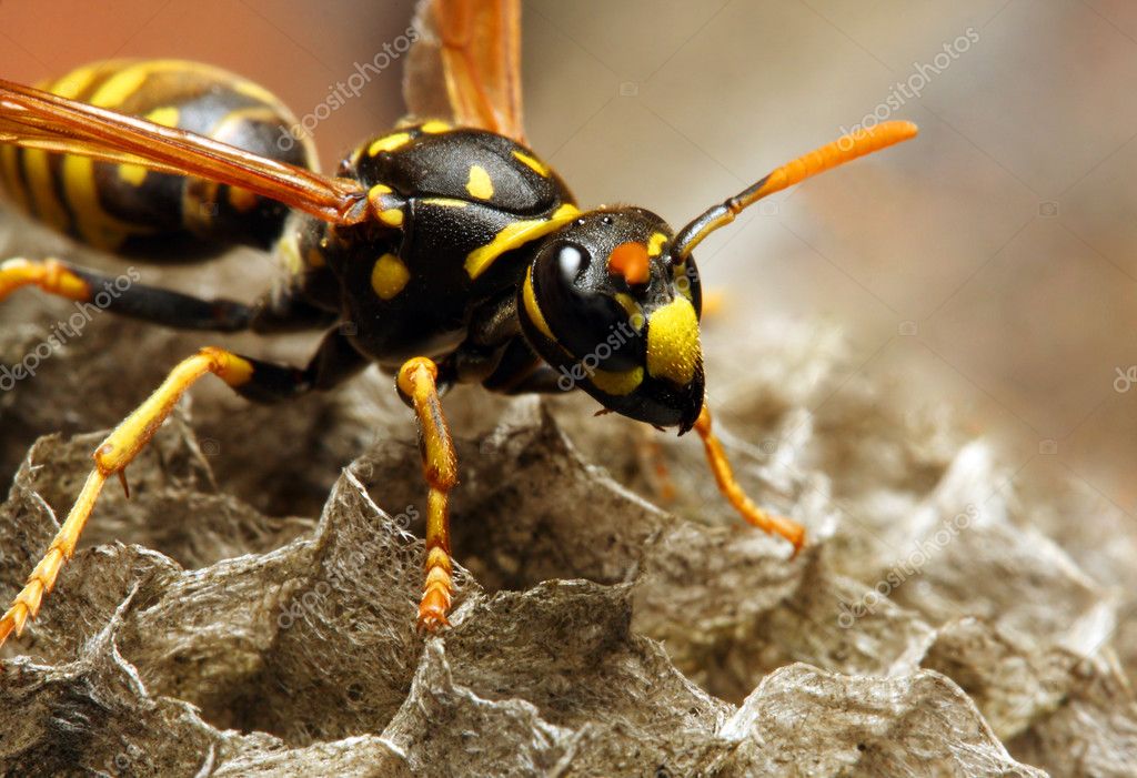 The Yellow Jacket Wasp. — Stock Photo © vladvitek #12714573
