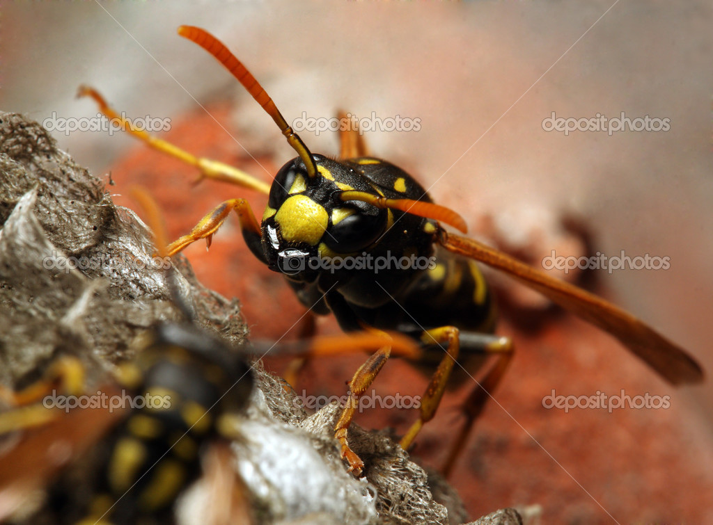 The Yellow Jacket Wasp. Stock Photo by ©vladvitek 12714584