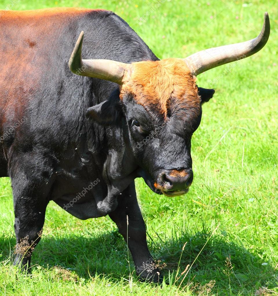 The Auroch also Urus - Bos Primigenius. Very rare wild European Buffalo ...
